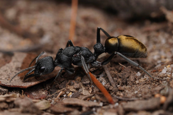 Myrmecia – Bizarre Invertebrates