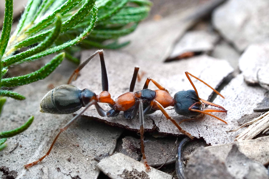 Bizarre Invertebrates