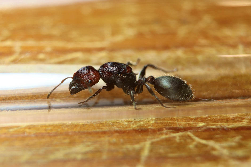 Bizarre Invertebrates