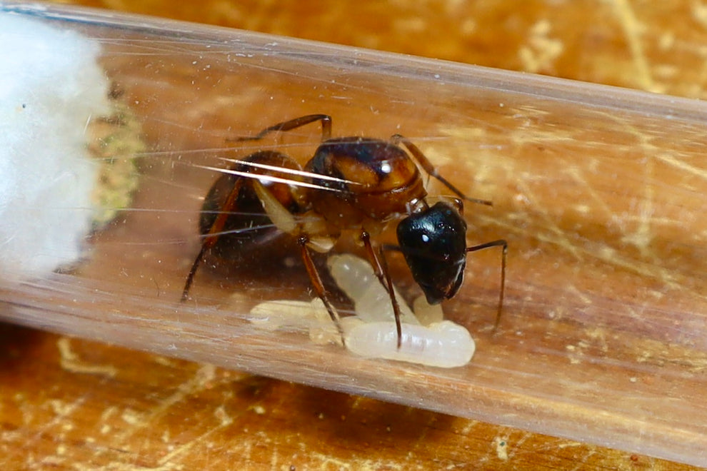 Camponotus nigriceps – Bizarre Invertebrates