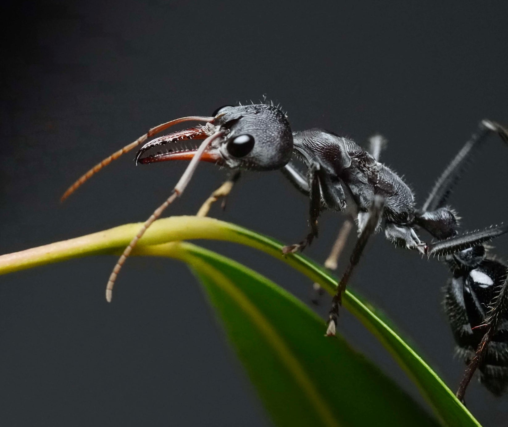 Myrmecia simillima (Dark) – Bizarre Invertebrates