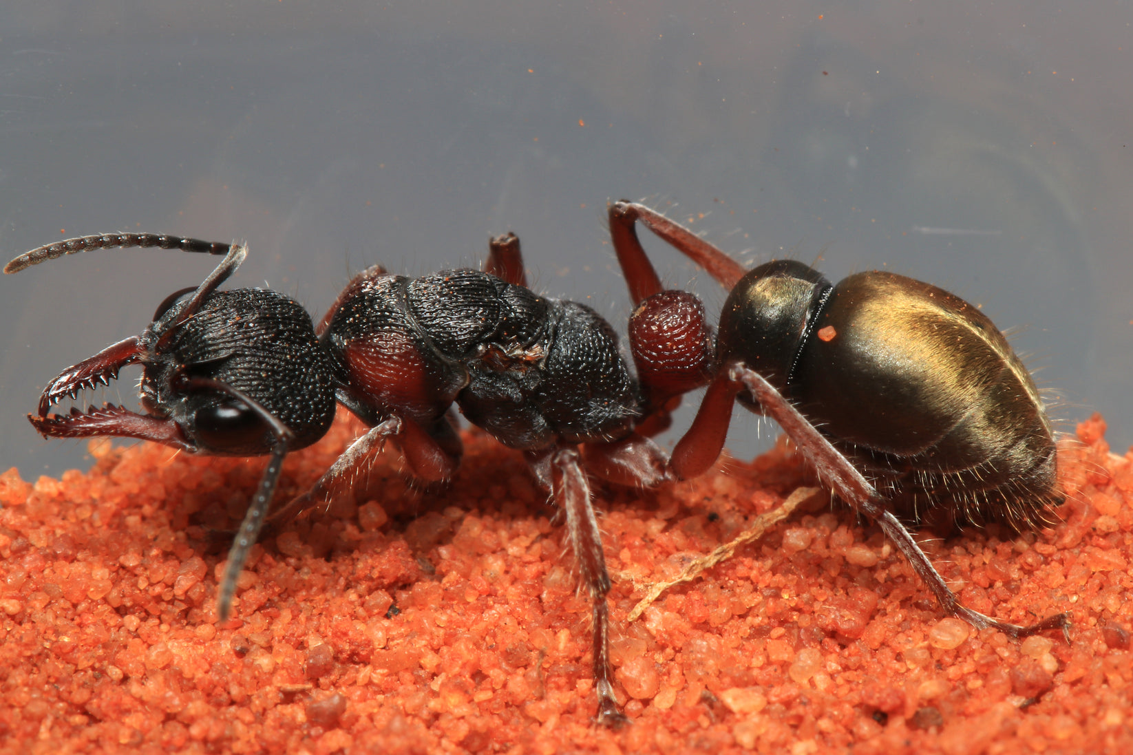 Myrmecia chrysogaster – Bizarre Invertebrates