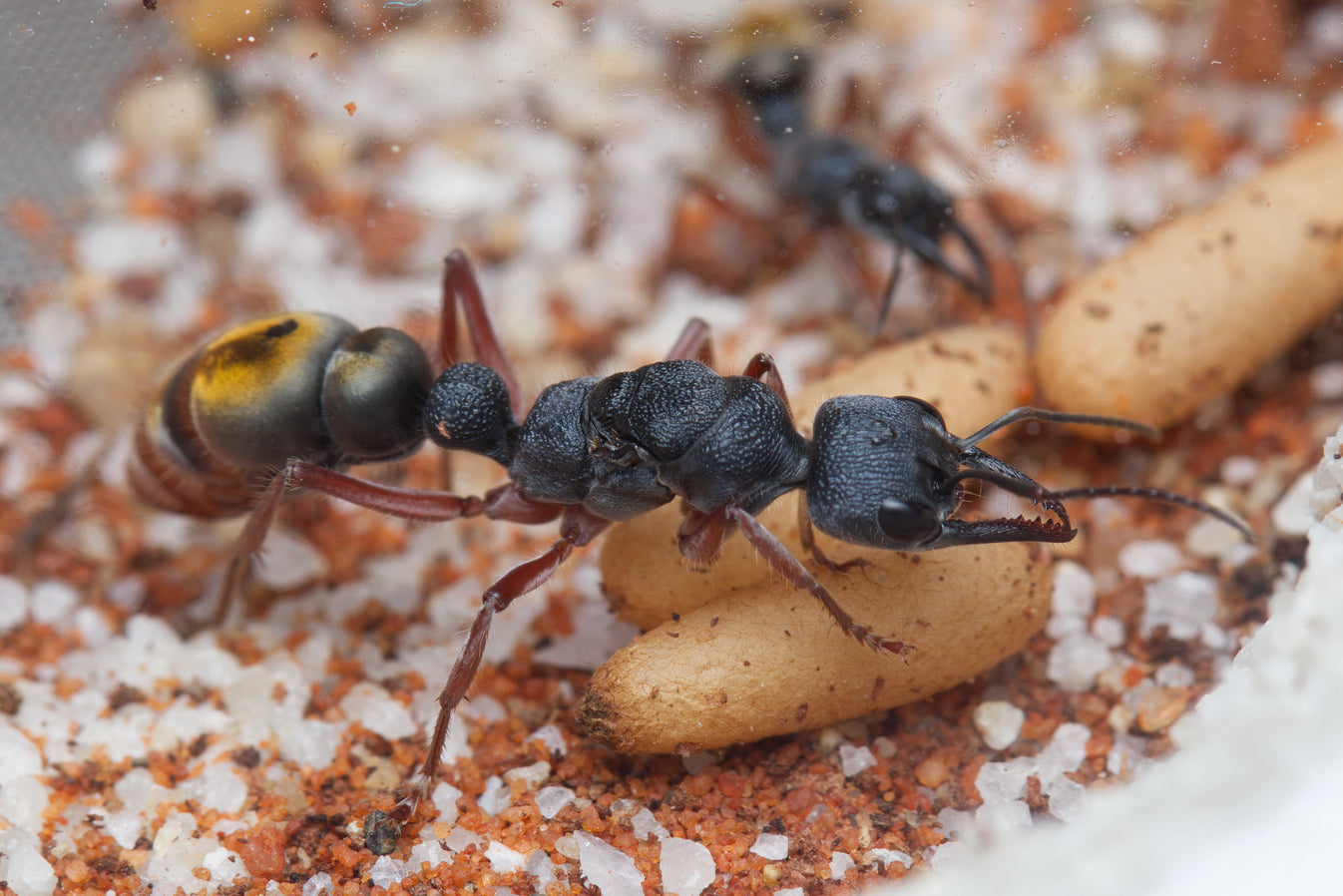 Myrmecia fulviculis – Bizarre Invertebrates