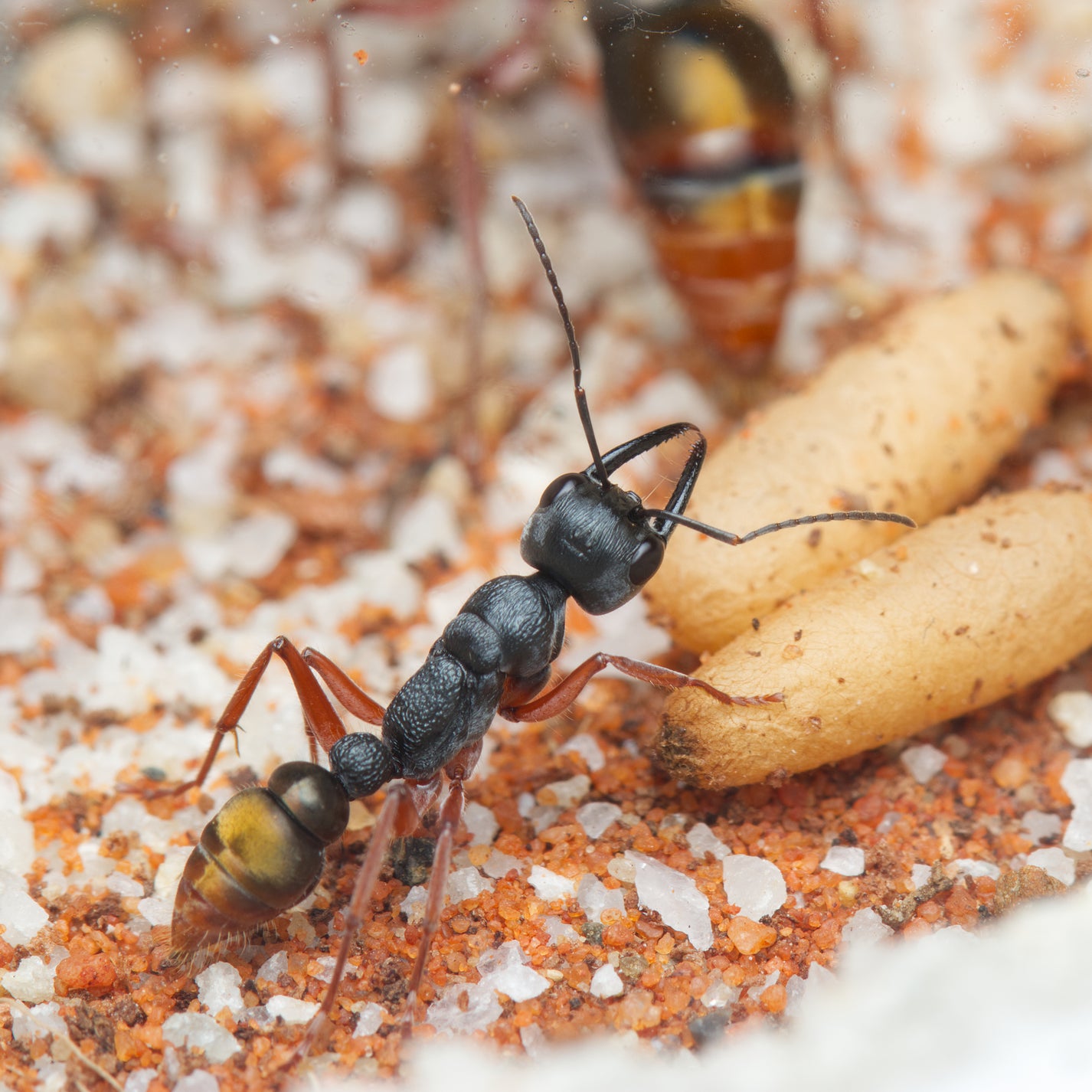 Myrmecia fulviculis – Bizarre Invertebrates